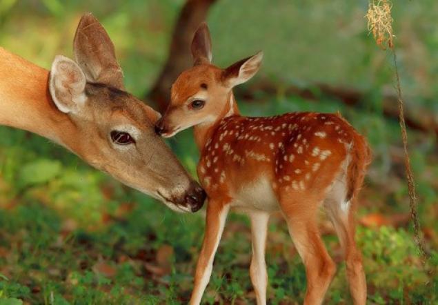 A ridiculously large collection of animals and their babies [75 ...