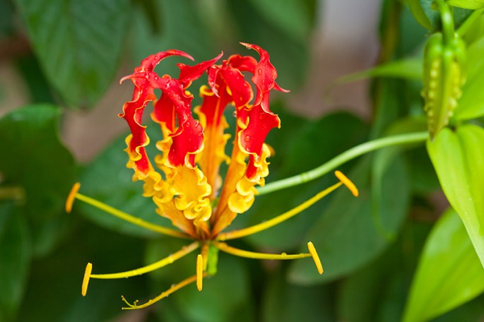 25 Of The Most Breathtaking And Dangerous Flowers In The World 22 Words 25 Of The Most Breathtaking And Dangerous Flowers In The World 22 Words
