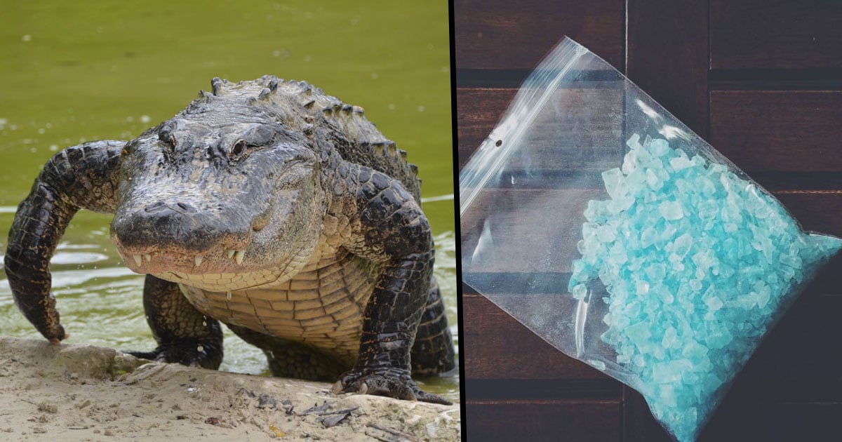 Police Warn Against Flushing Drugs That Creates Meth Gators | 22W