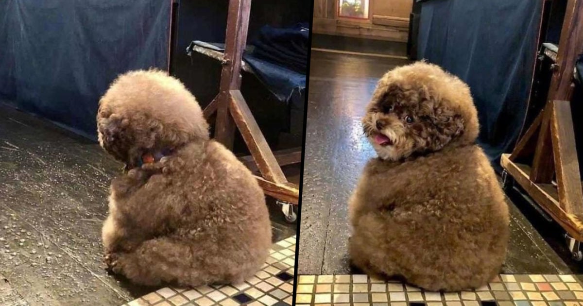 Fluffy Poodle Is Going Viral for Its Human-Like Expressions | 22W