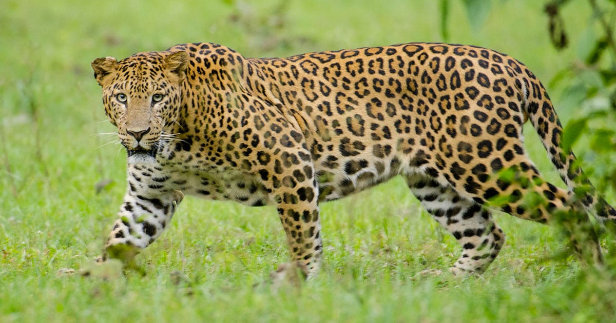 People Are Losing Their Minds Trying to Find the Leopard in This Photo