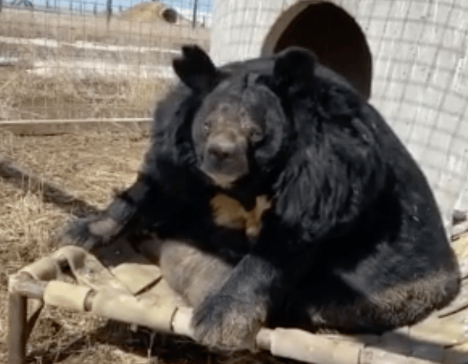 Fat Bear Who Is Twice the Size He Should Be Hates His New Diet