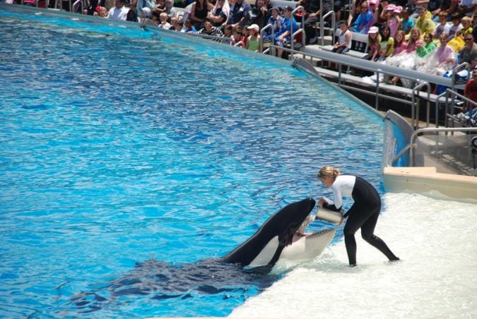 Horrific Orca Attack That Killed Seaworld Trainer Was 10 Years Ago Today