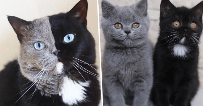 Cat With Two-Tone Face Fathers Kittens in Each of his Colors | 22 Words