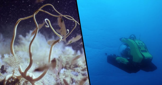 Divers Complete Deepest Ocean Dive In Antarctica And Find Disturbing Divers Complete Deepest Ocean Dive In Antarctica And Find Disturbing