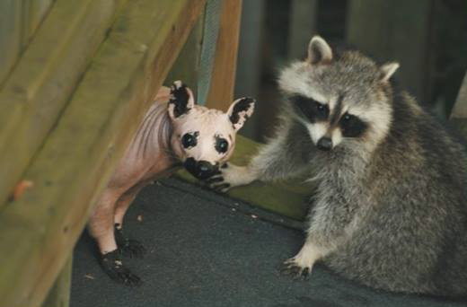 Bald Raccoons are as creepy as you'd imagine [3 pictures] | 22 Words