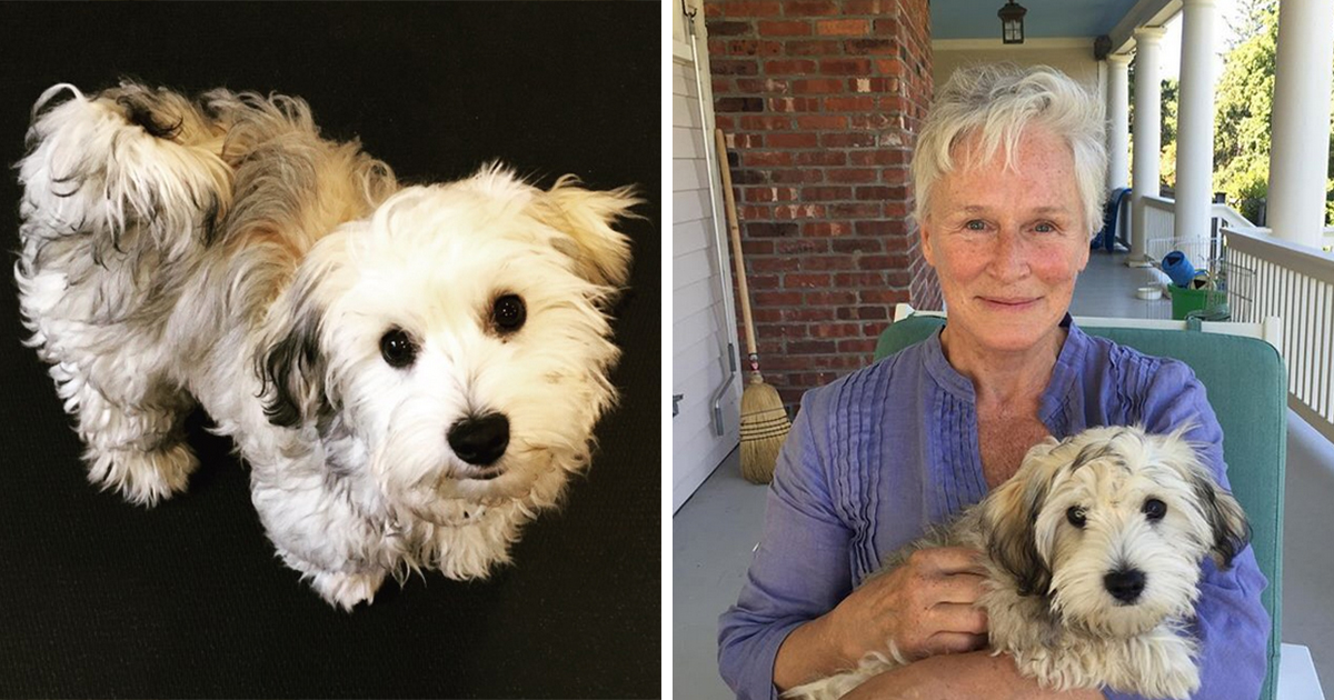 Glenn Close's Dog Pip Has His Own Instagram | 22 Words