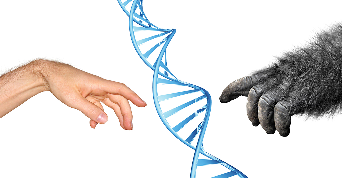 Monkey to Man: The Story of Our Evolution | 22 Words