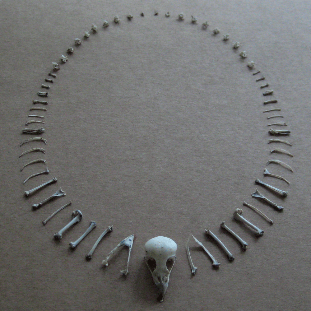 Sparrow Skeleton