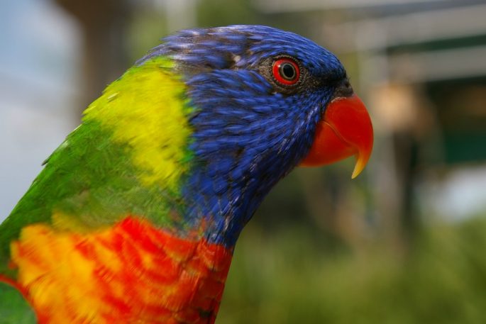 Check Out The 11 Richest Animals In The World - Celebrities - Nigeria