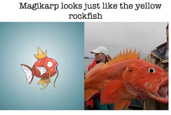Real Life Animals That Look Like Pokemon If Pokemon Were Real Life