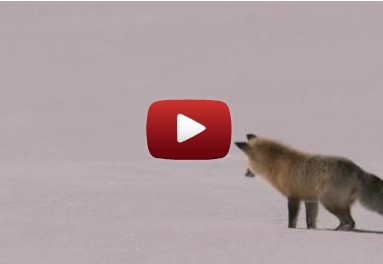 Incredible video of a fox diving into snow to catch a mouse | 22 Words